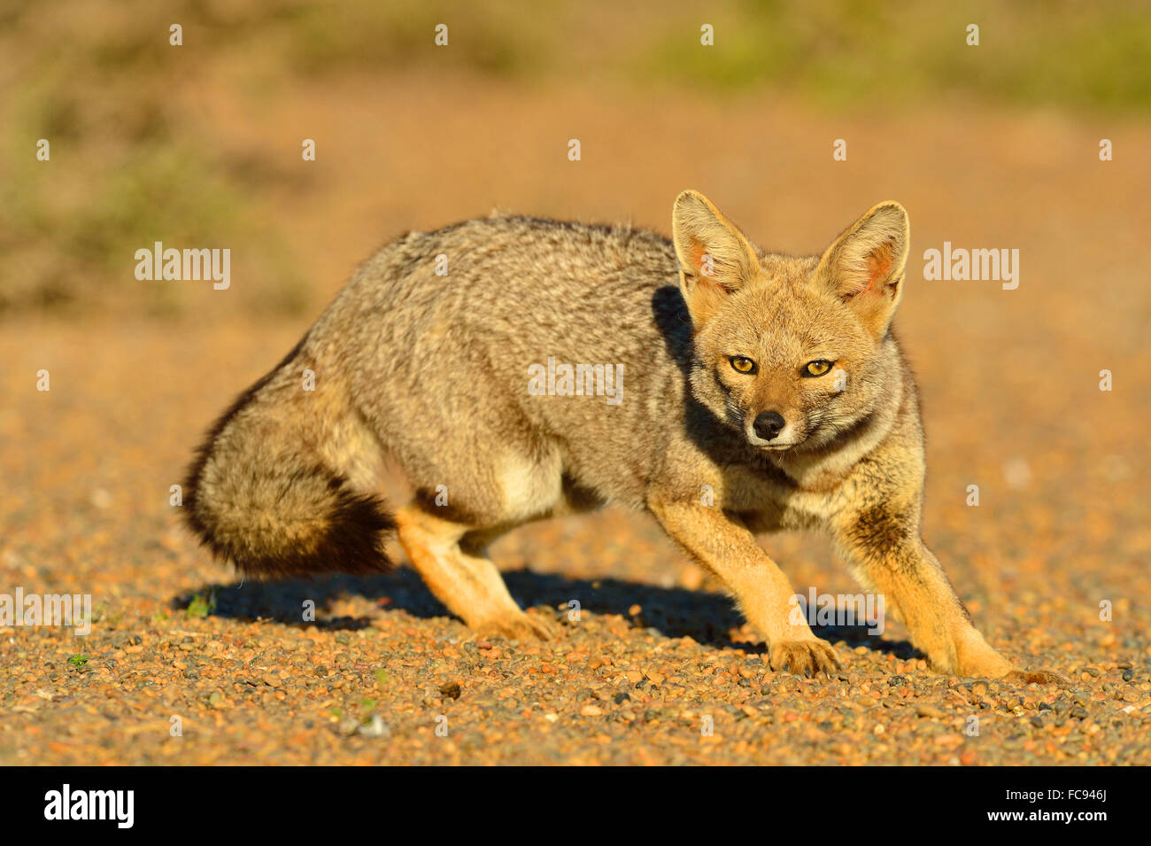 Lycalopex gymnocercus hi-res stock photography and images - Alamy