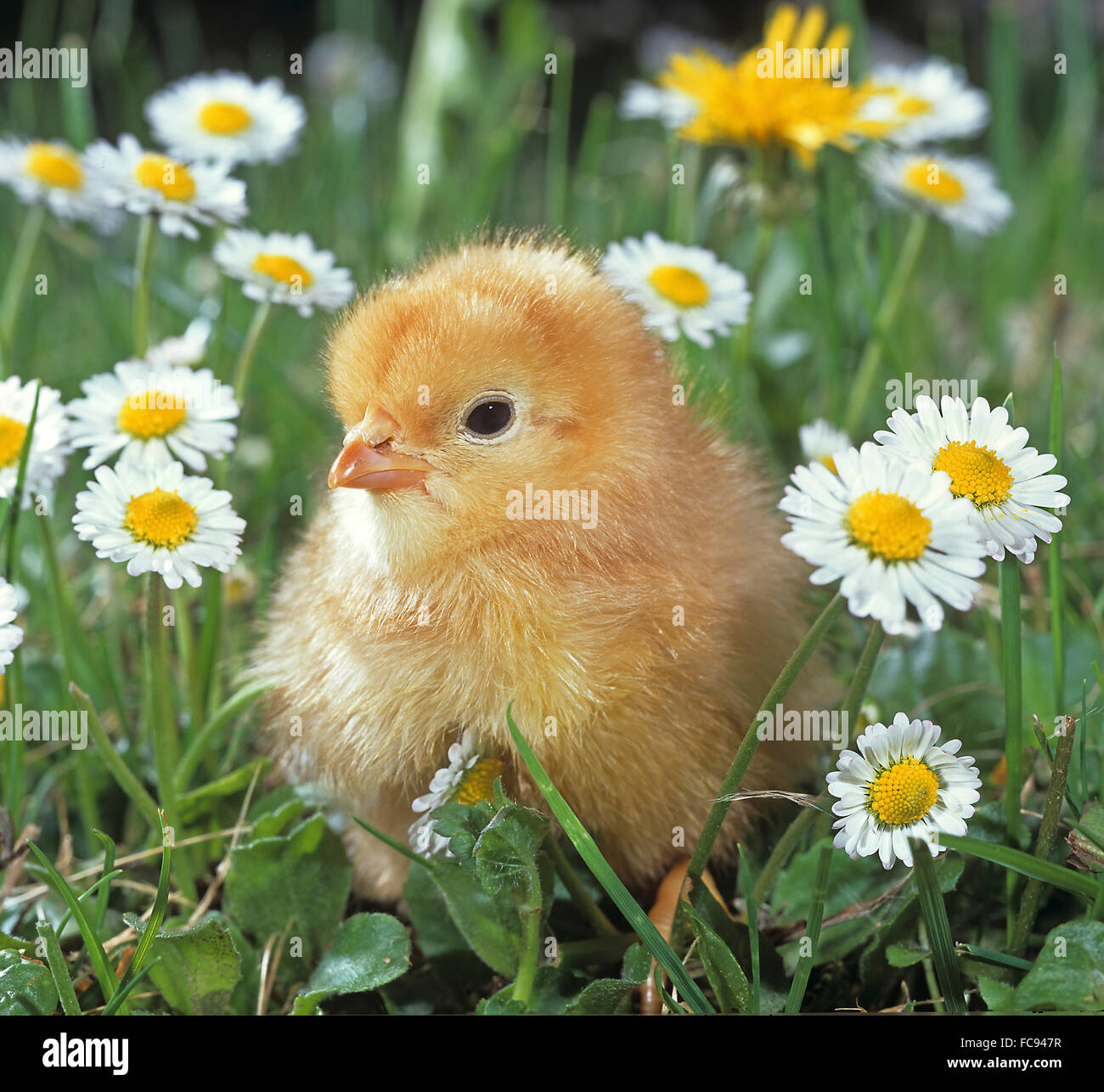 Domestic chicken. Chick on a meadow with flowering Daisies. Germany ...