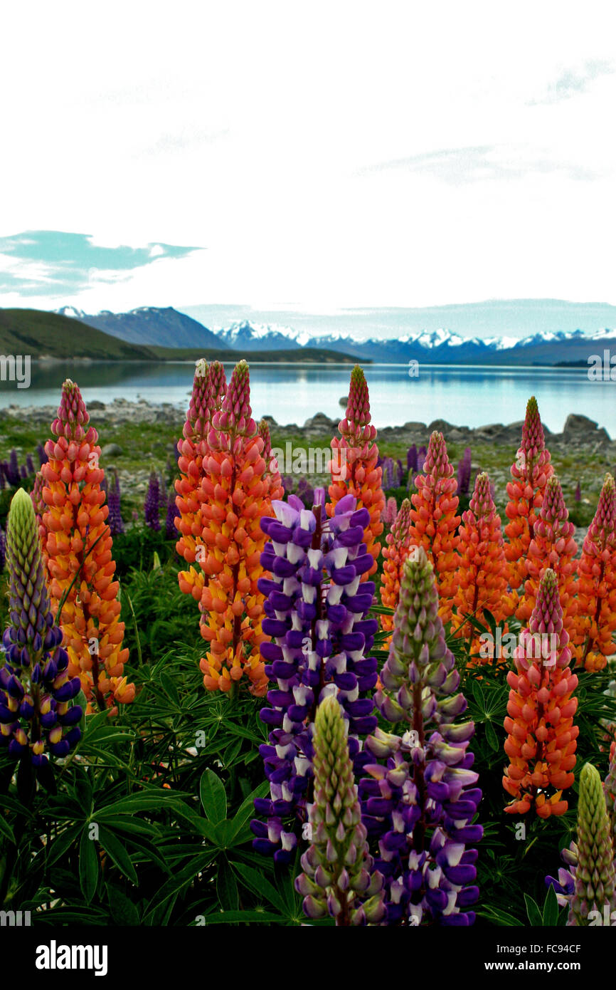 New zealand wild flowers hi-res stock photography and images - Alamy