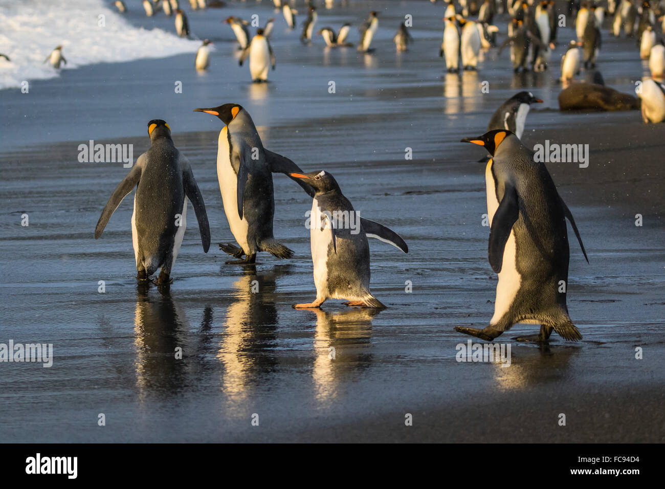 Gentoo penguin (Pygoscelis papua), amongst king penguins on the beach ...