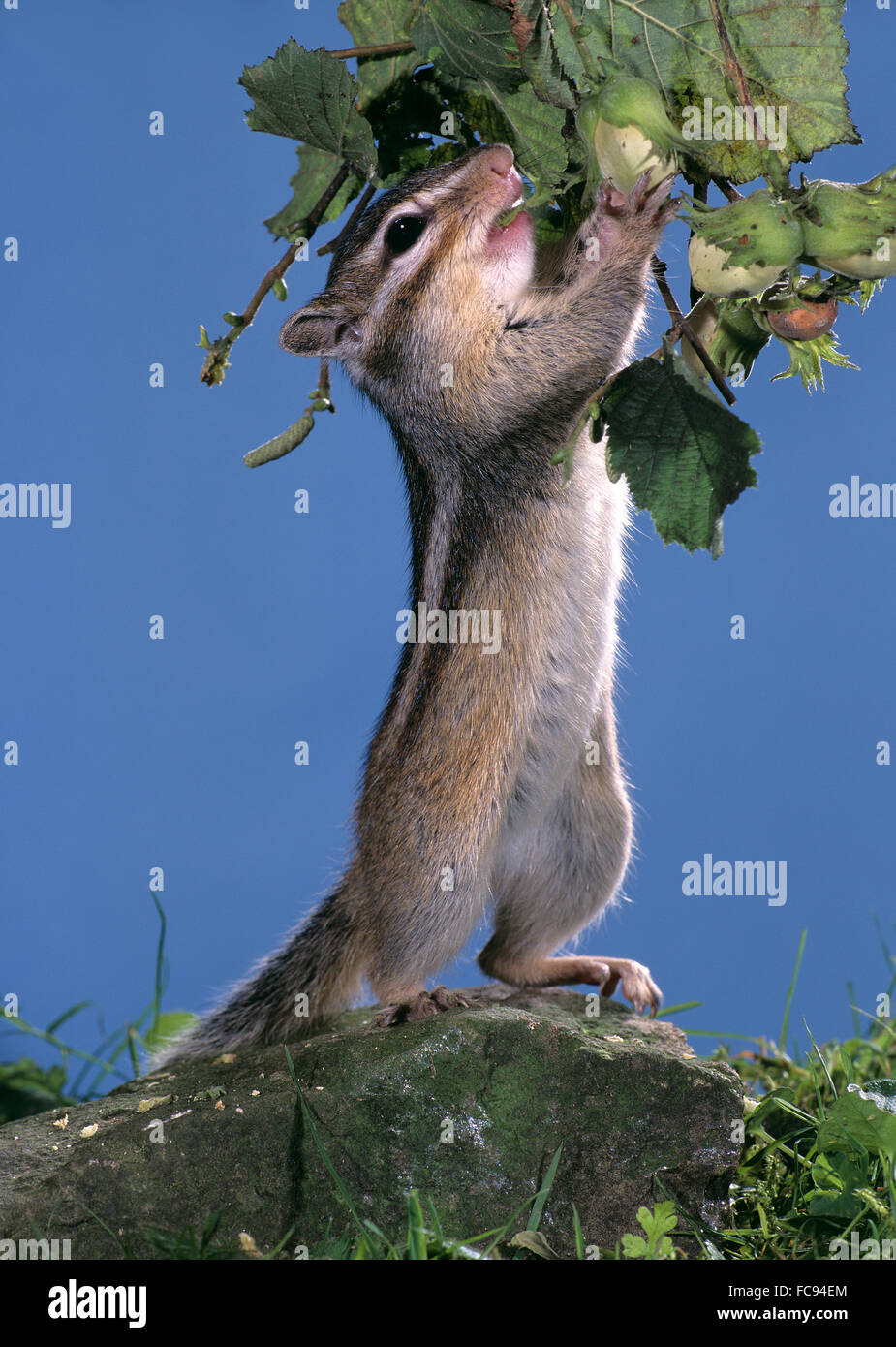 Siberian chipmunk (Tamias sibiricus). Adult standing on izs hind legs ...