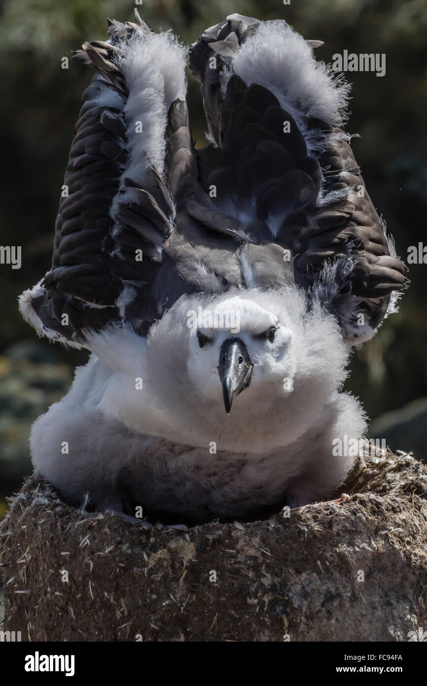 Black-browed albatross (Thalassarche melanophris) chick testing its ...