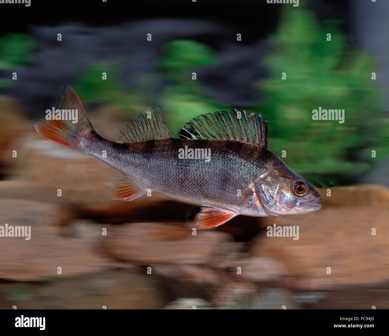 European Perch, (Perca fluviatilis) under water. Germany Stock Photo ...