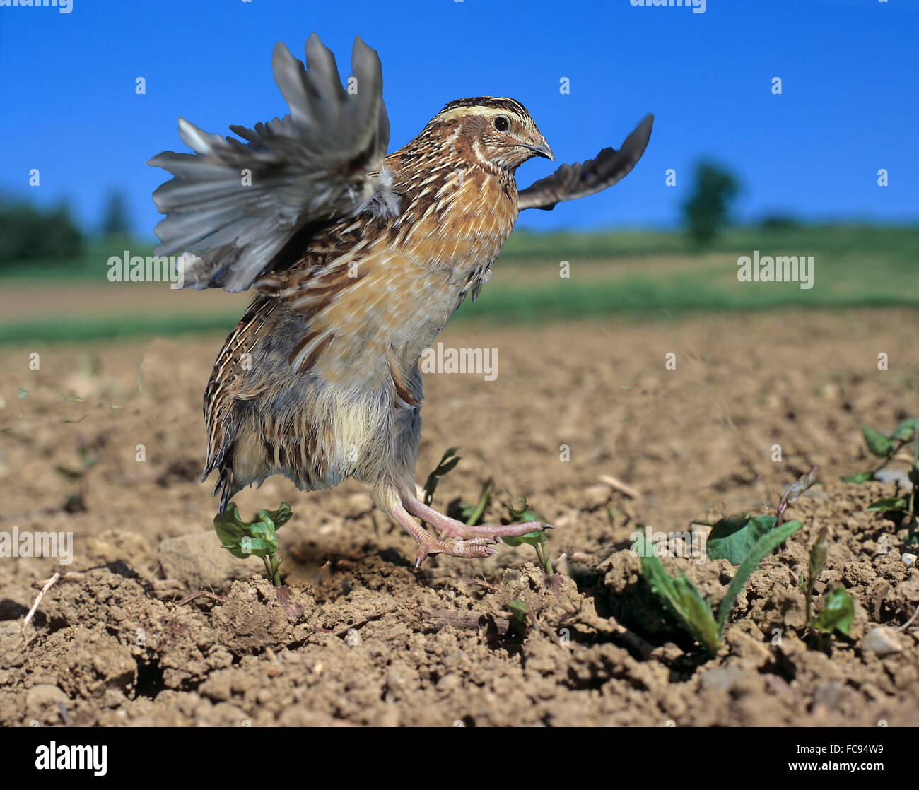 Quail Flying Stock Photos & Quail Flying Stock Images - Alamy