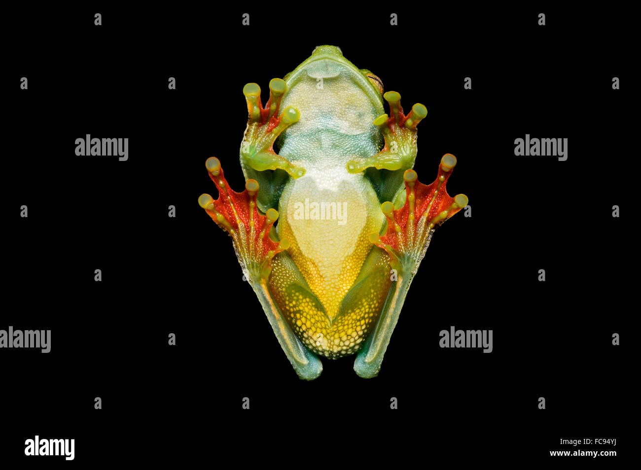 Underside, neotropical palm tree frog (Hypsiboas pelluscensa), Choco ...