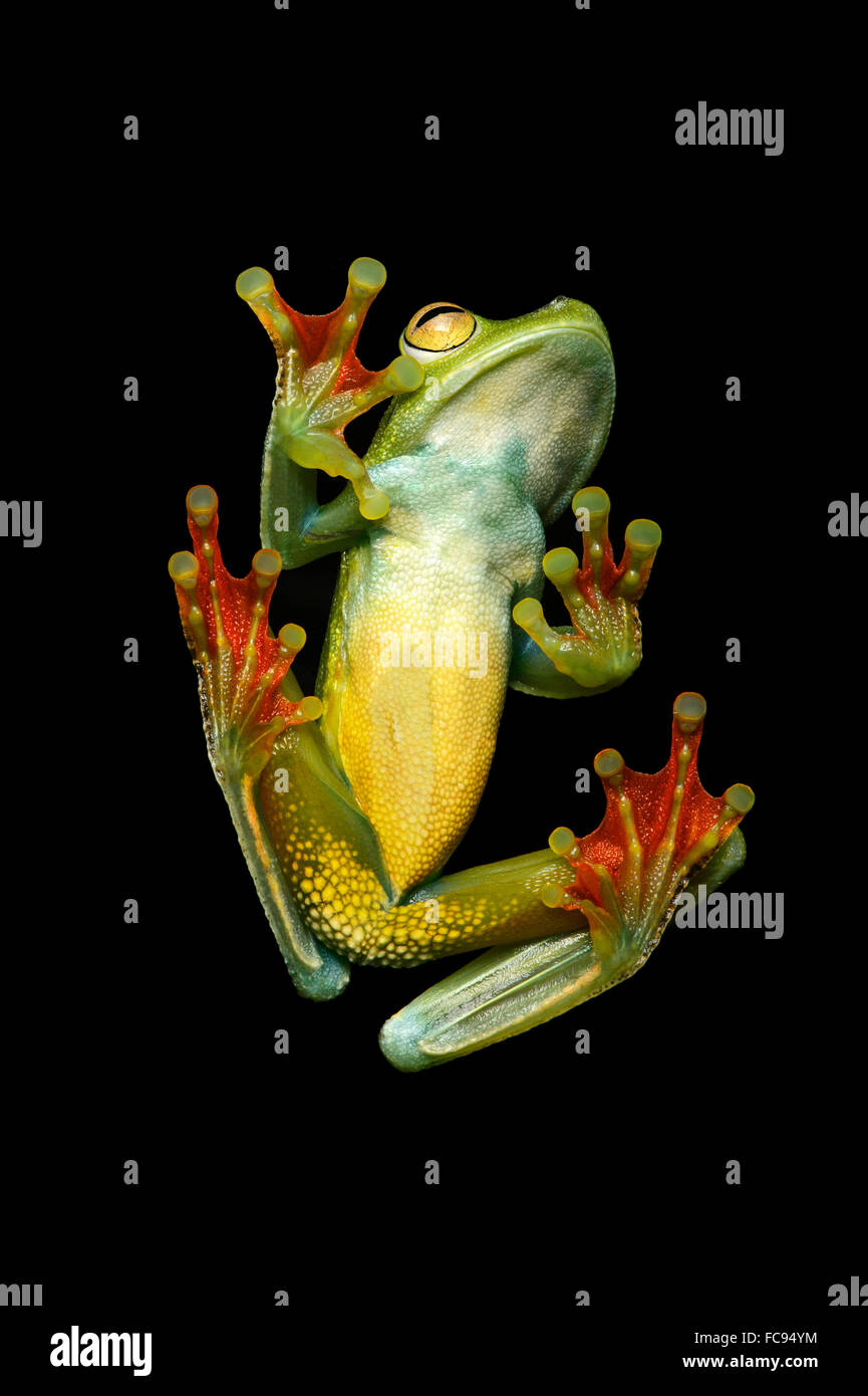 Underside, neotropical palm tree frog (Hypsiboas pelluscensa), Choco ...