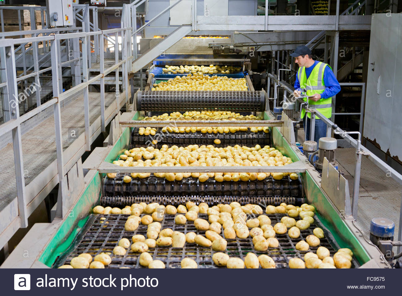 Worker on platform examining potatoes on conveyor belt in factory Stock ...