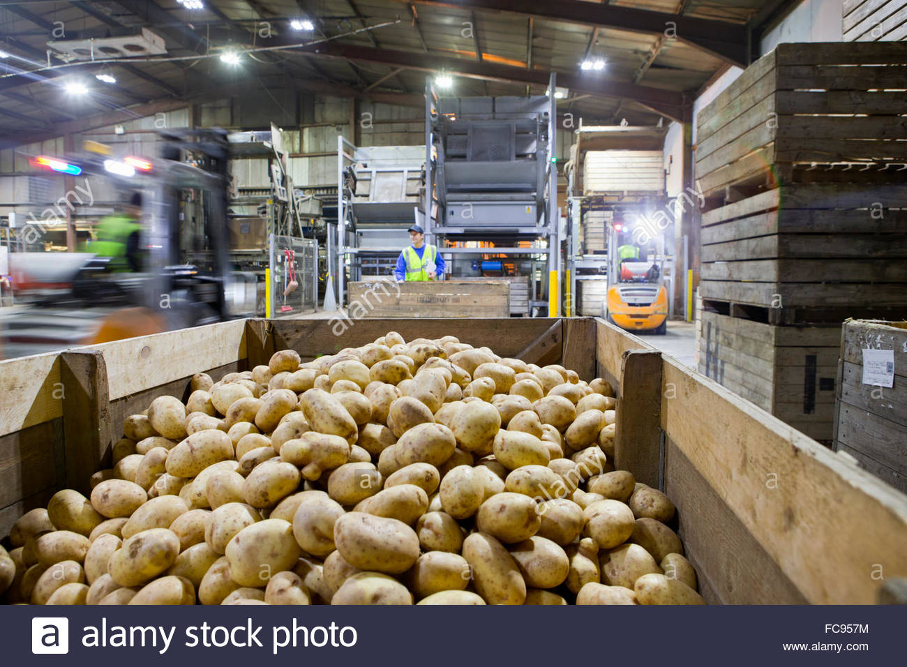 Factory Farm Potatoes Stock Photos & Factory Farm Potatoes Stock Images ...