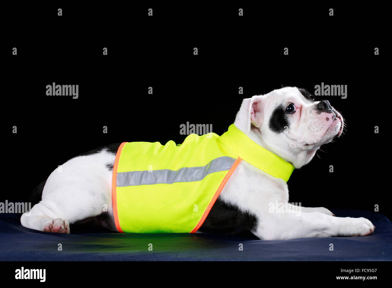 English Bulldog. Puppy wearing a safety vest. Studio picture against a ...