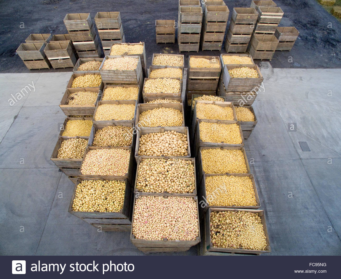Factory Farm Potatoes Stock Photos & Factory Farm Potatoes Stock Images ...