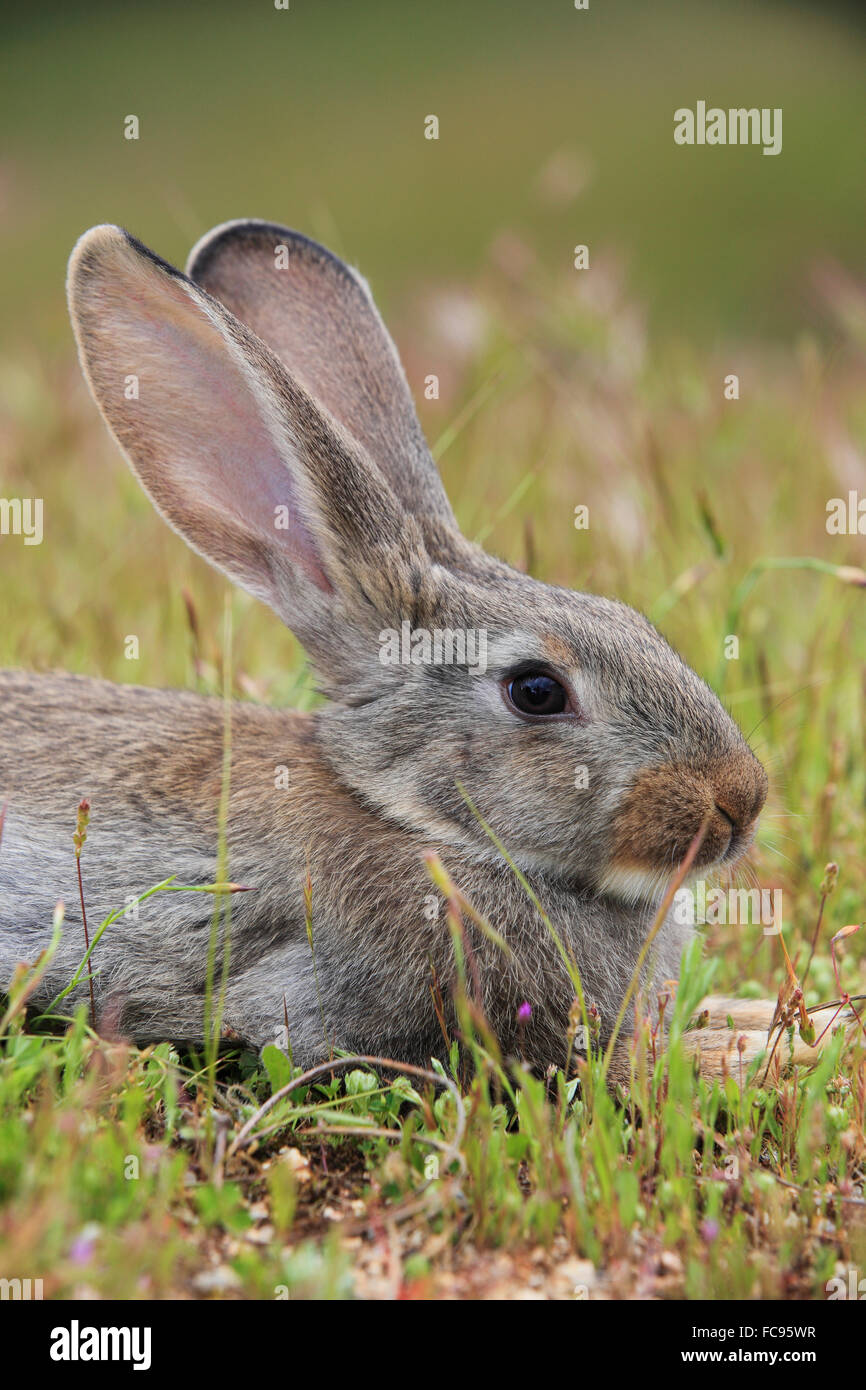 Rabbit in spain hi-res stock photography and images - Alamy