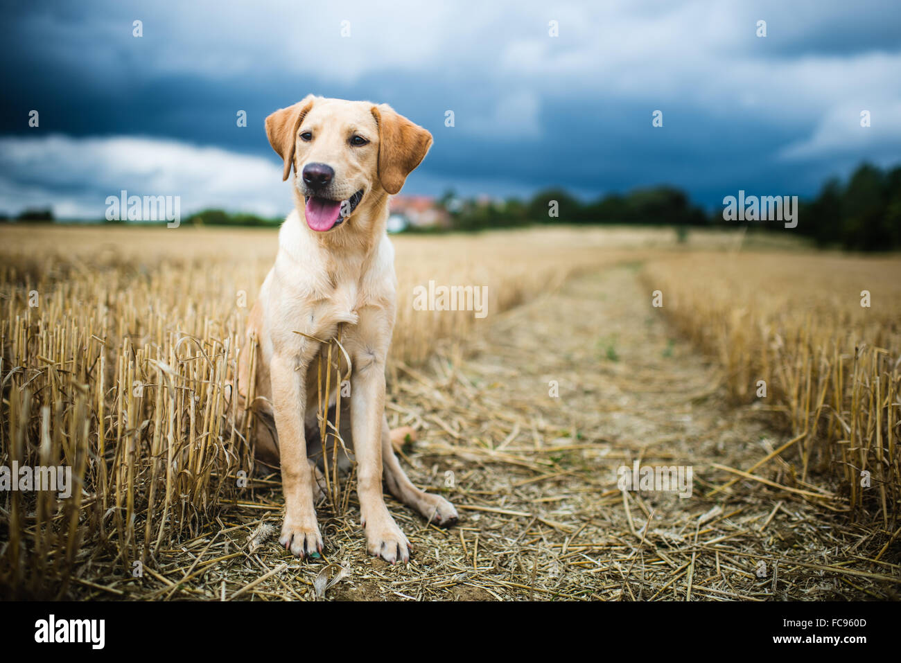 Labrador in field, Oxfordshire, England, United Kingdom, Europe Stock ...