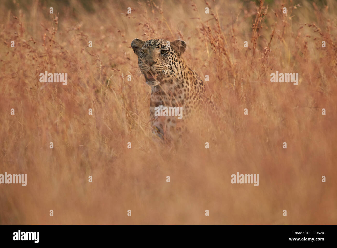 Leopard (Panthera pardus) in tall grass, Kruger National Park, South ...