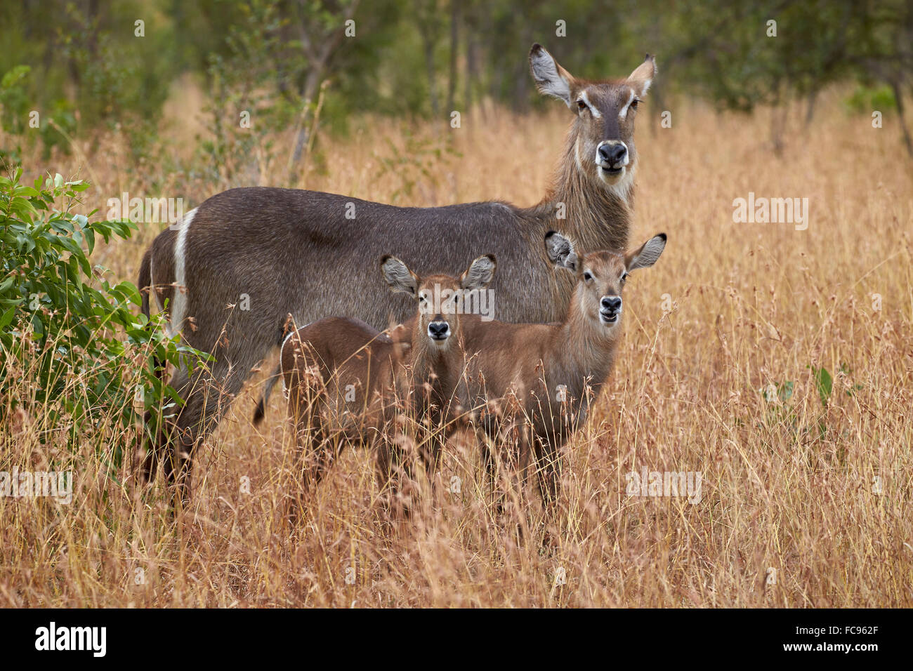 Common waterbuck (Ellipsen waterbuck) (Kobus ellipsiprymnus ...