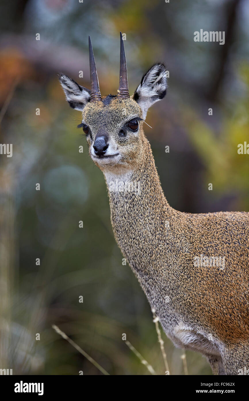 Klipspringer (Oreotragus oreotragus) male, Kruger National Park, South ...