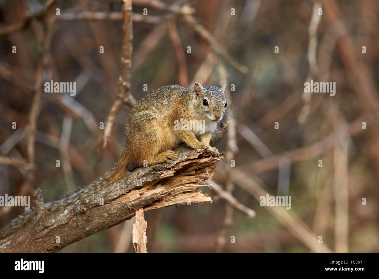 Tree squirrel (Smith's bush squirrel) (yellow-footed squirrel ...