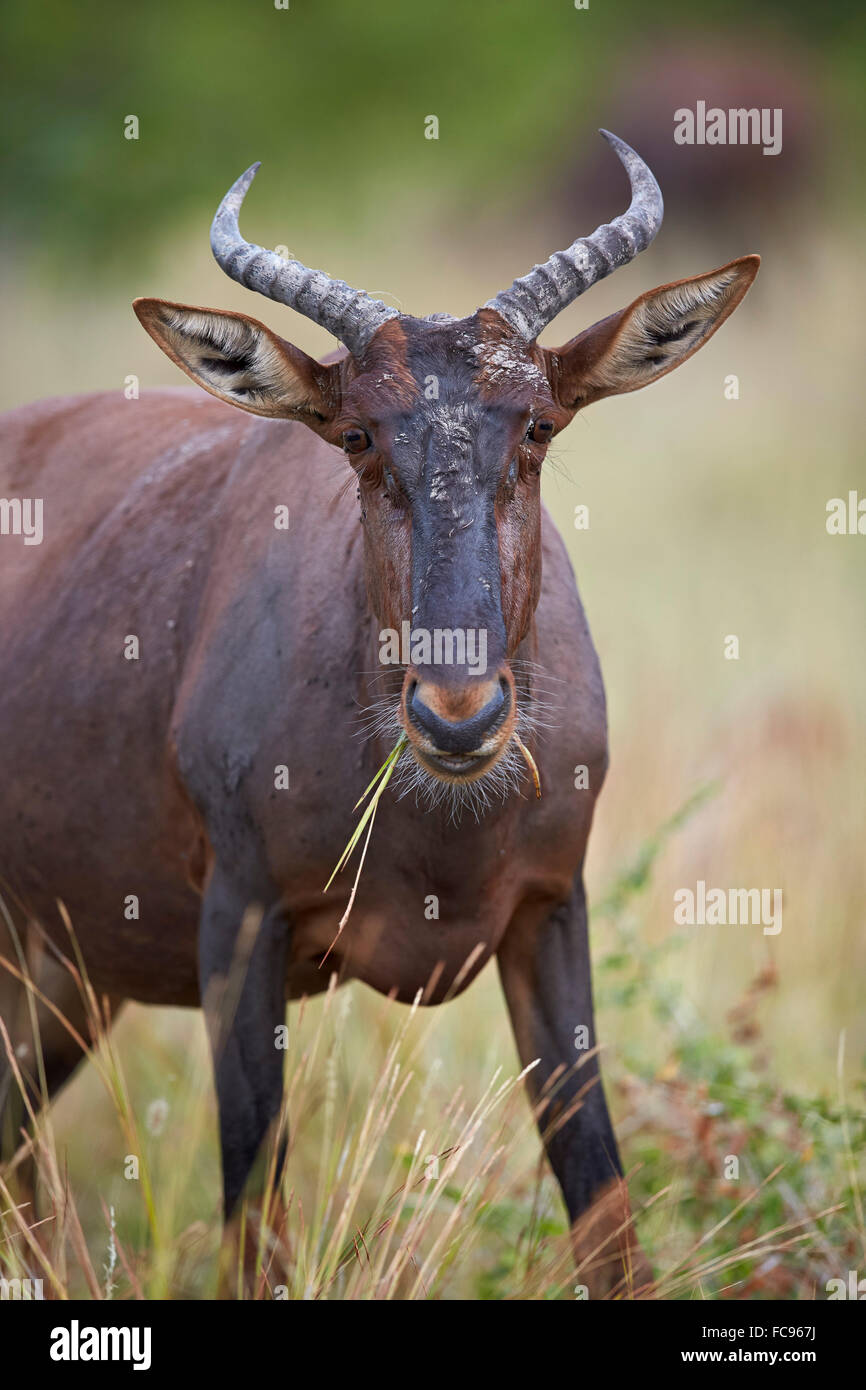 Topi (Tsessebe) (Damaliscus lunatus) eating, Kruger National Park ...