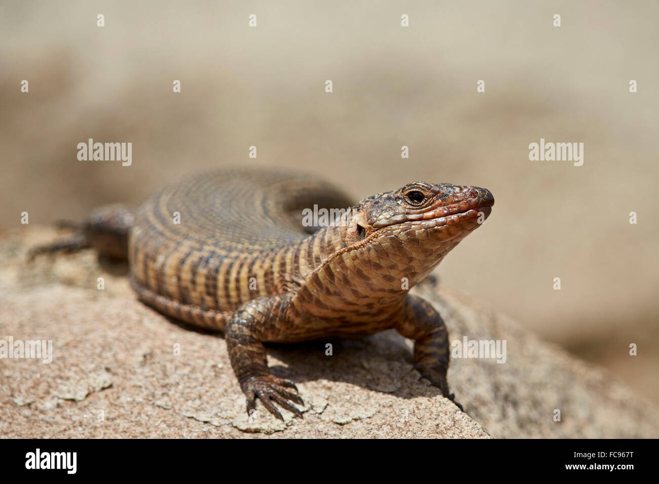 Giant plated lizard (Gerrhosaurus validus), Kruger National Park, South ...