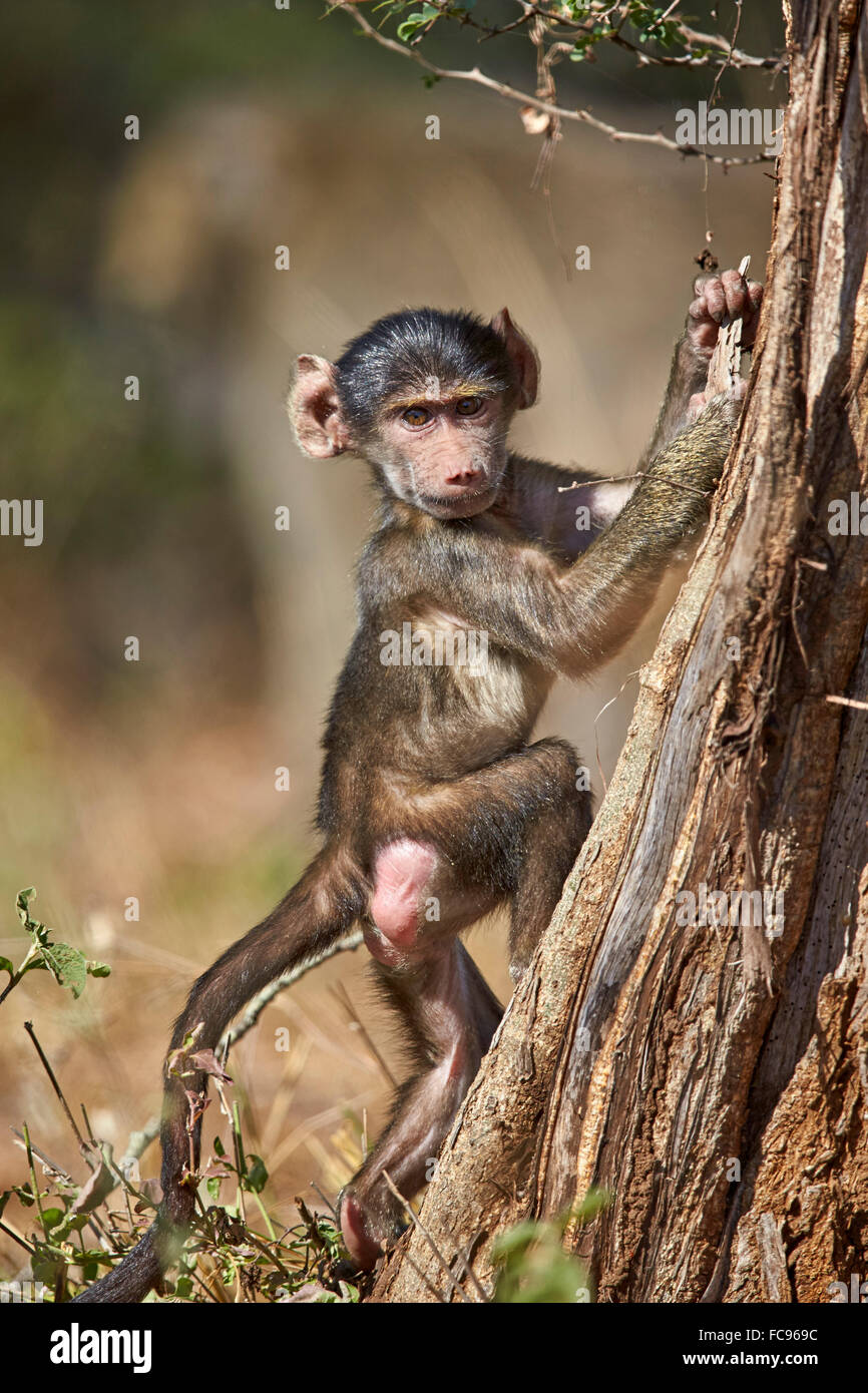 Juvenile climbing on a tree hi-res stock photography and images - Alamy