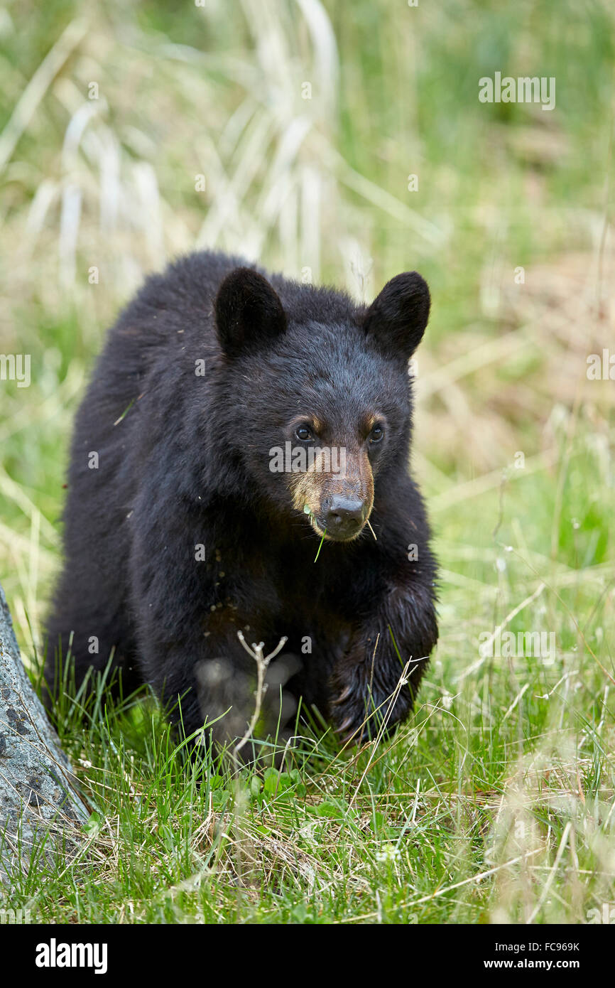 Young black bear standing hi-res stock photography and images - Alamy