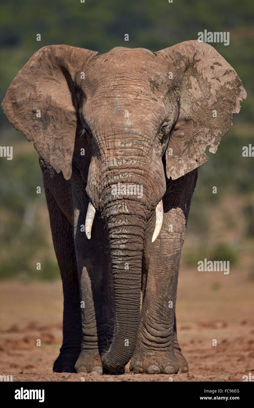 African elephant (Loxodonta africana) bull, Addo Elephant National Park ...