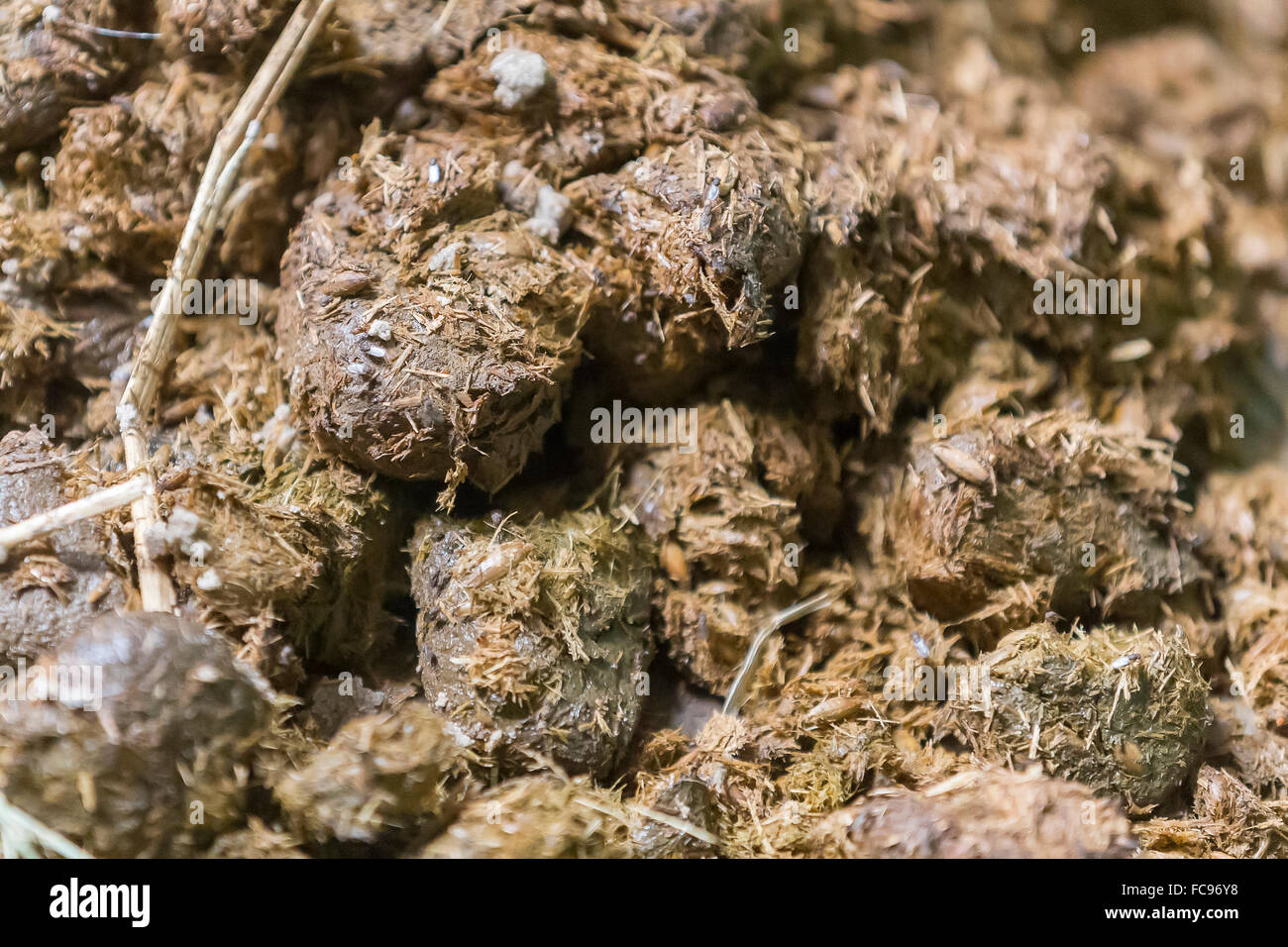 Horse muck hi-res stock photography and images - Alamy
