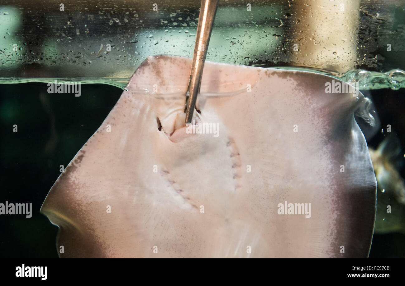 Hamburg, Germany. 21st Jan, 2016. An around six-months-old stingray ...