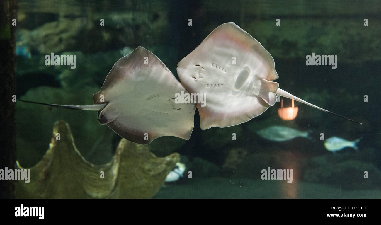 Stingrays breeding hi-res stock photography and images - Alamy
