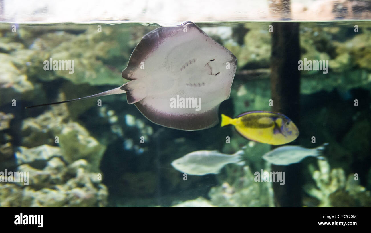 Hamburg, Germany. 21st Jan, 2016. An around six-months-old stingray ...