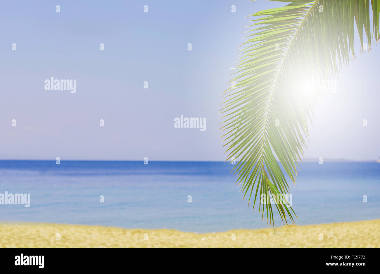 Summer Vacation,Holiday ,Travel, Tourism concept with green palm tree ...