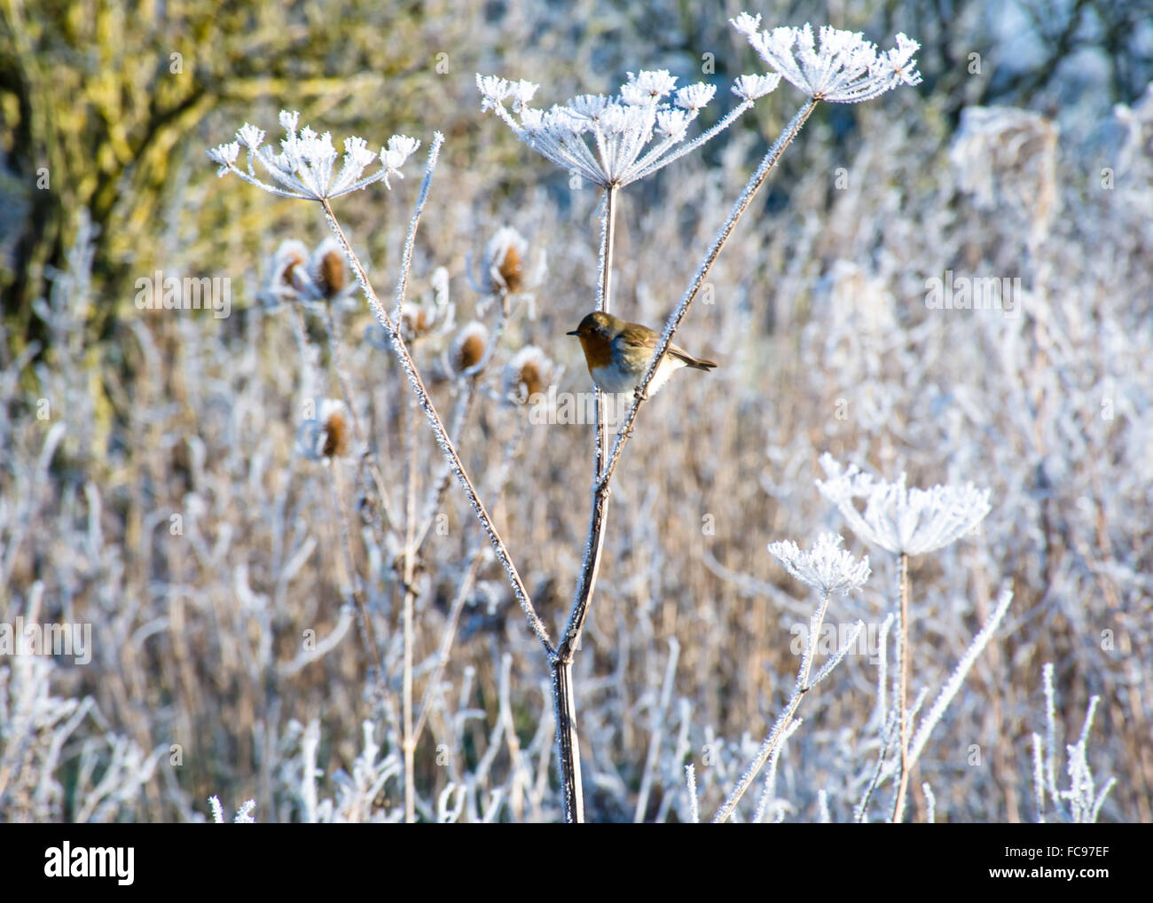 Robin on a Frosted Hogweed Plant Stock Photo - Alamy