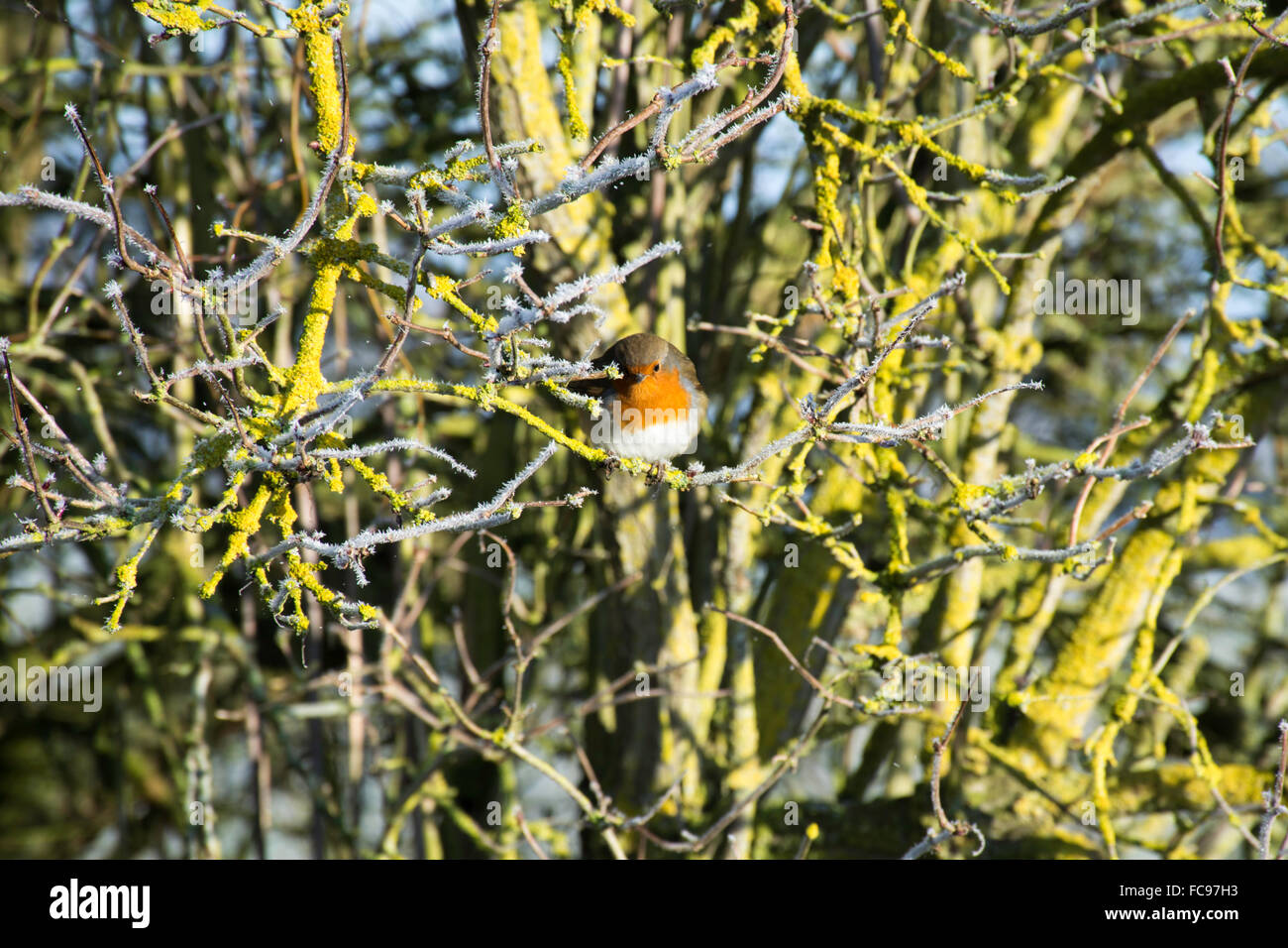 Robin in hidden tree hi-res stock photography and images - Alamy