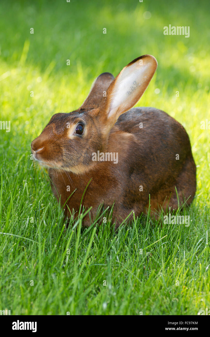 Domestic Rabbit, Belgian Hare. Adult in grass. Germany Stock Photo - Alamy