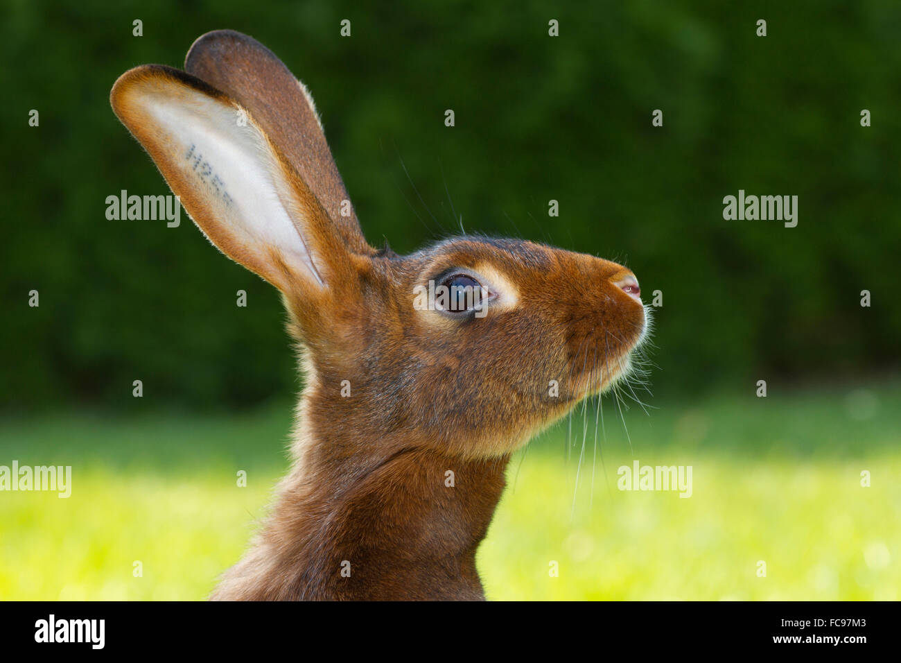 Domestic Rabbit, Belgian Hare. Portrait of adult. Germany Stock Photo ...