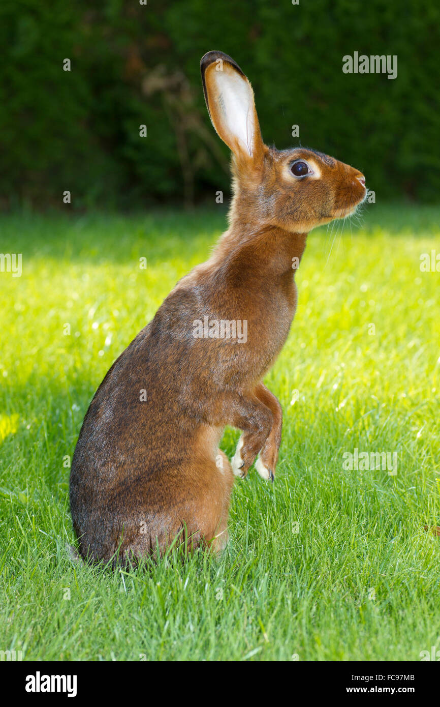 Domestic Rabbit, Belgian Hare. Adult standing upright in grass. Germany ...