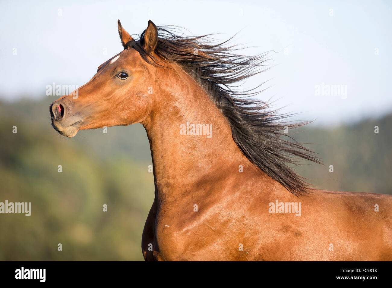 Yearling Arabian Horse