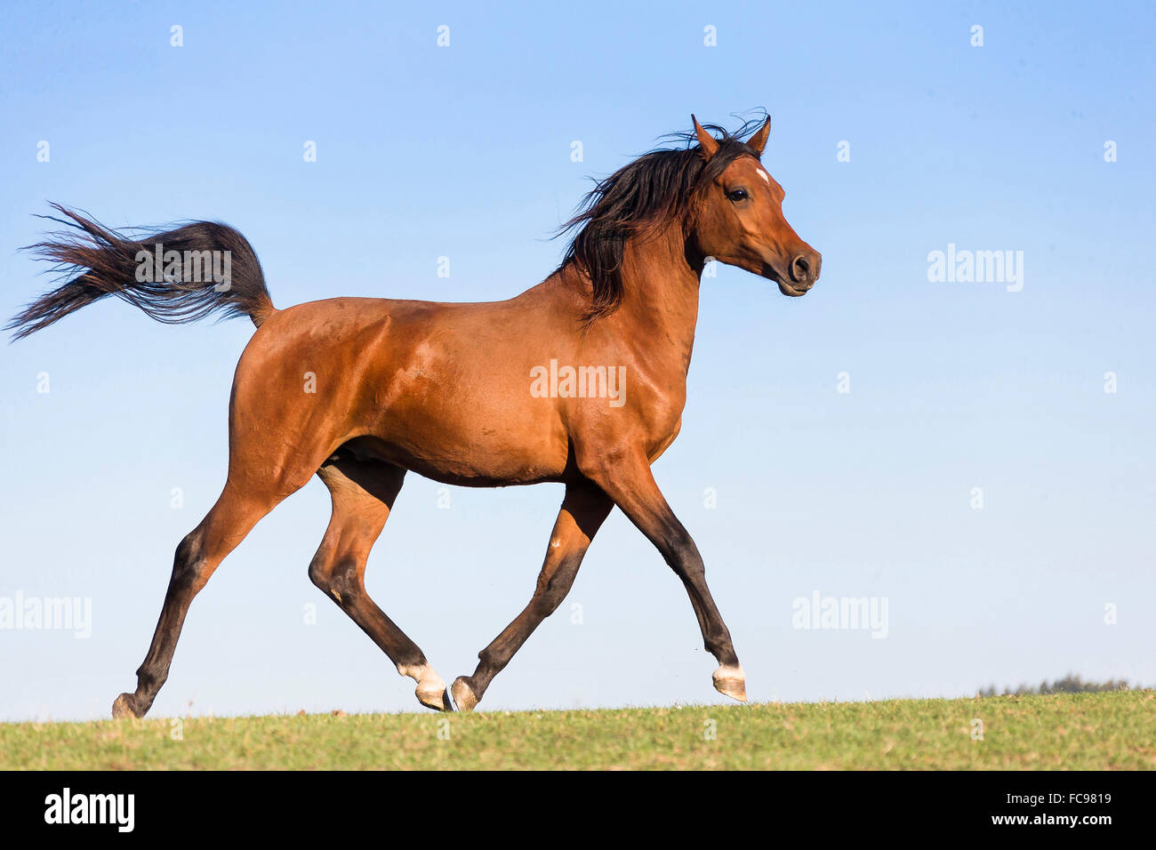 Bay horse pasture hi-res stock photography and images - Alamy