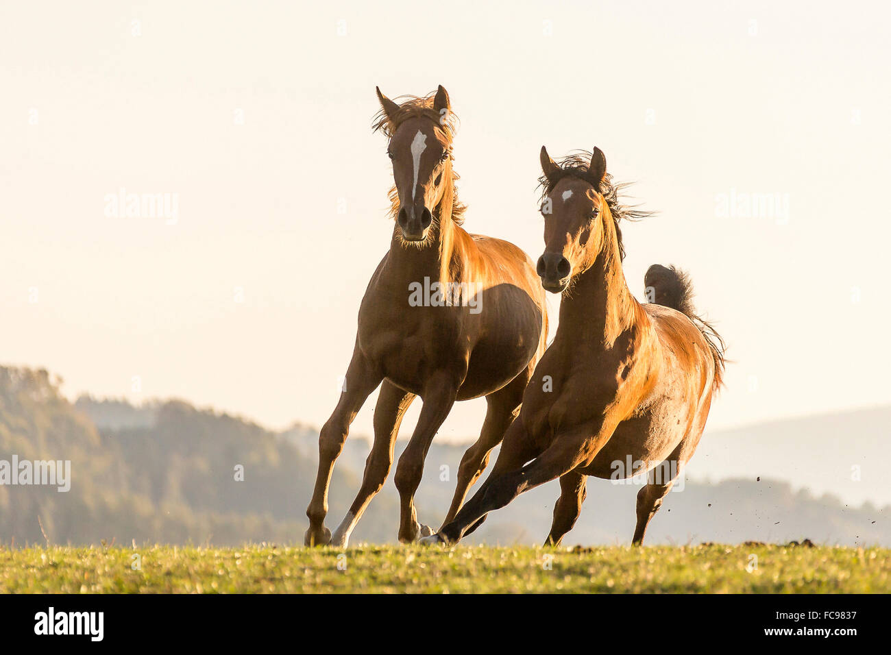 Yearlings Stock Photos & Yearlings Stock Images - Alamy
