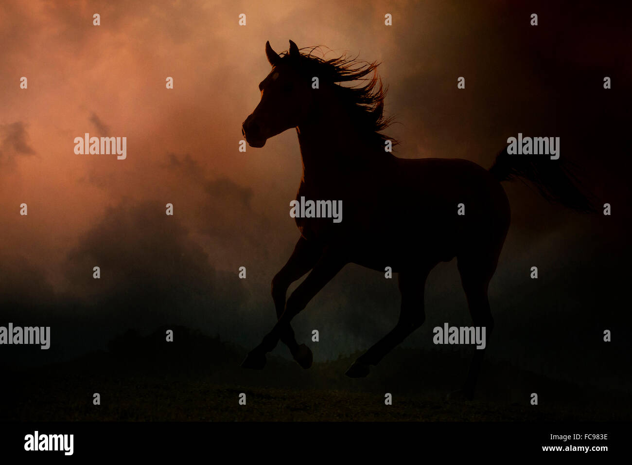 Arabian Horse. Yearling in a gallop, silhouetted in dust. Austria Stock ...
