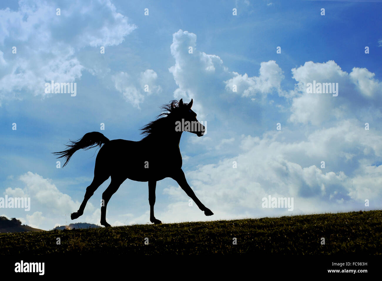 Yearling Arabian Horse