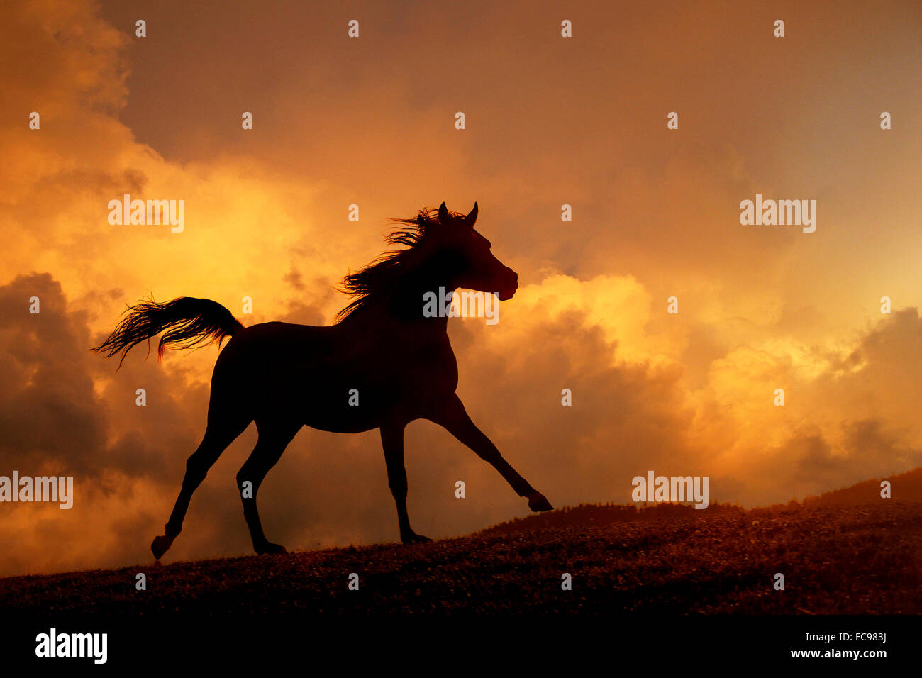 Yearling Horse High Resolution Stock Photography and Images - Alamy