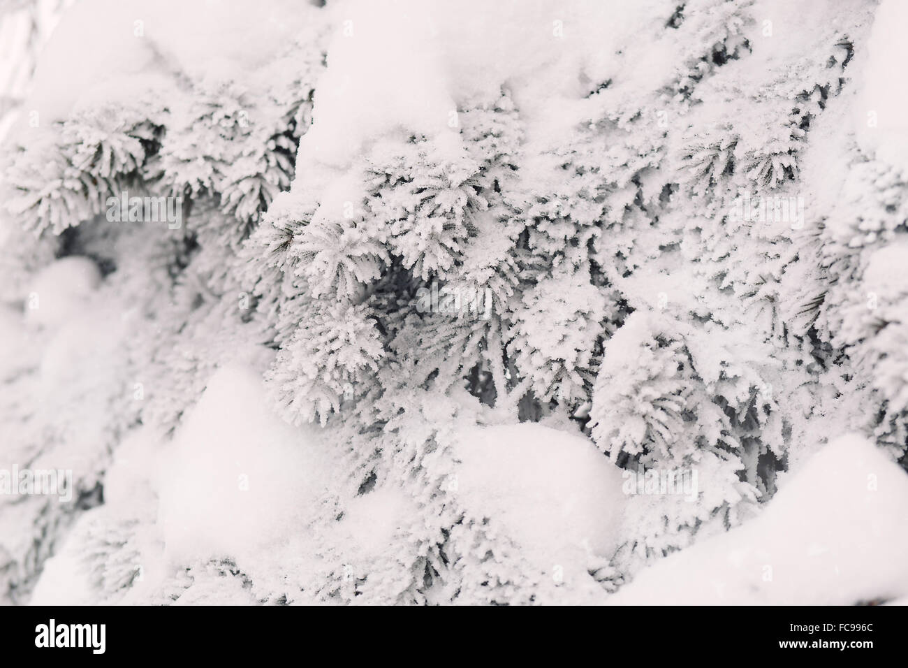 Snow on the fir-tree branches in winter Stock Photo - Alamy