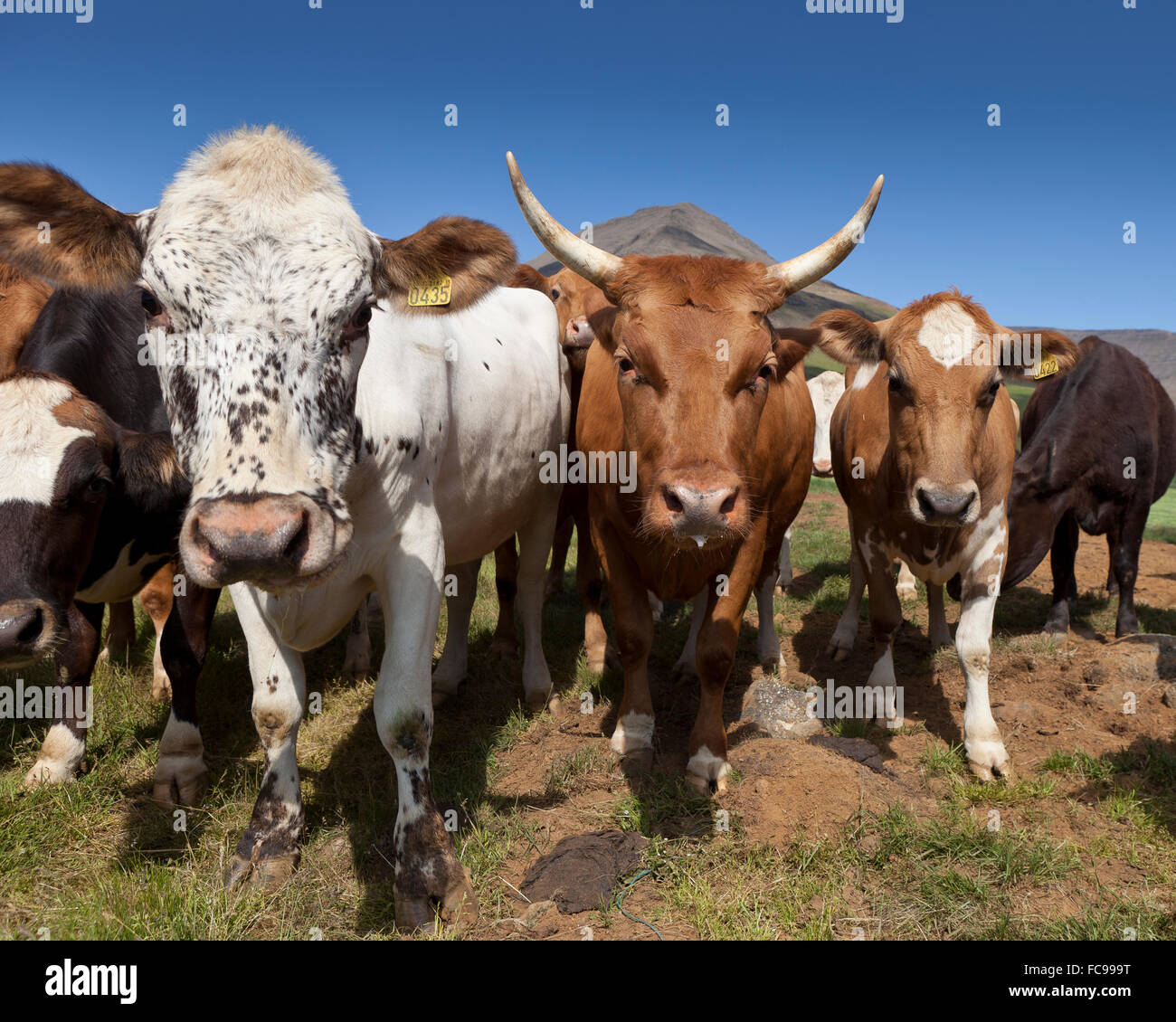 Beef cows camera hi-res stock photography and images - Alamy