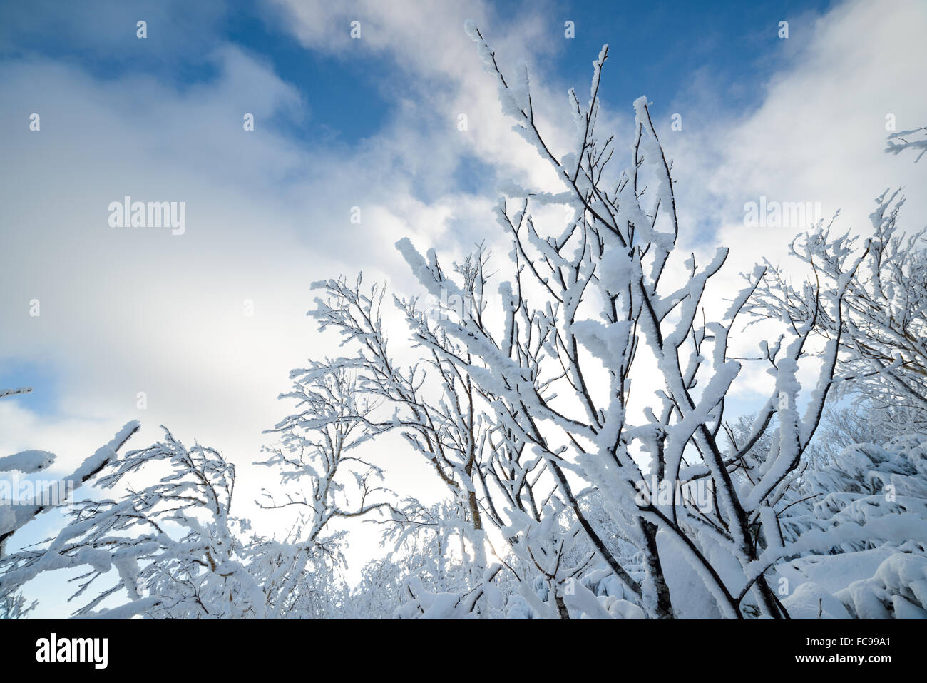 Trees in the snow, winter landscapes - Sakhalin Island, Russia Stock ...