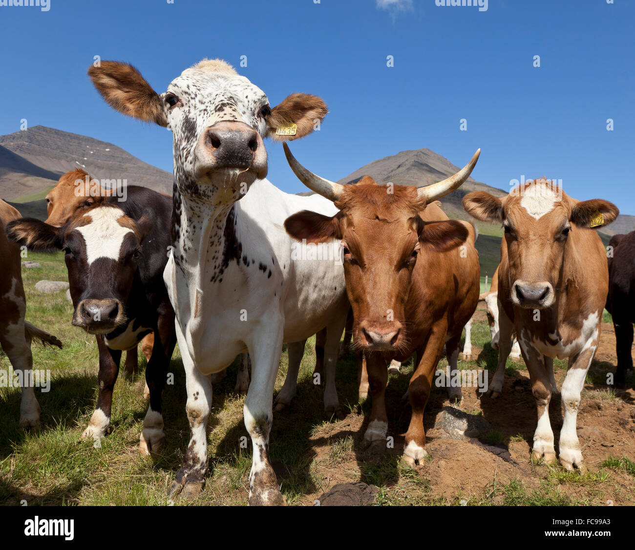 Beef cattle cows bulls hi-res stock photography and images - Alamy