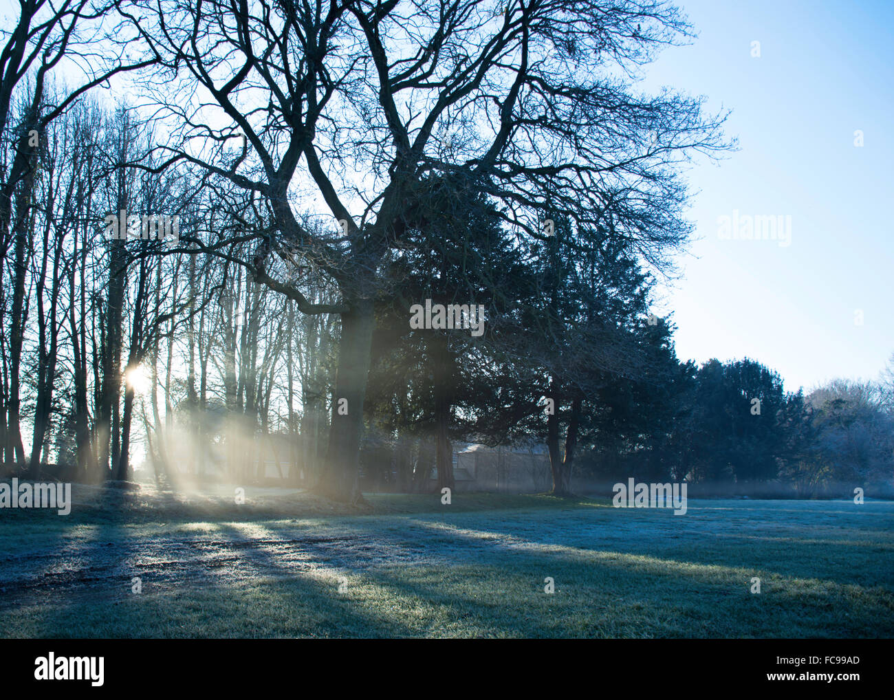 Haze sun tree hi-res stock photography and images - Alamy