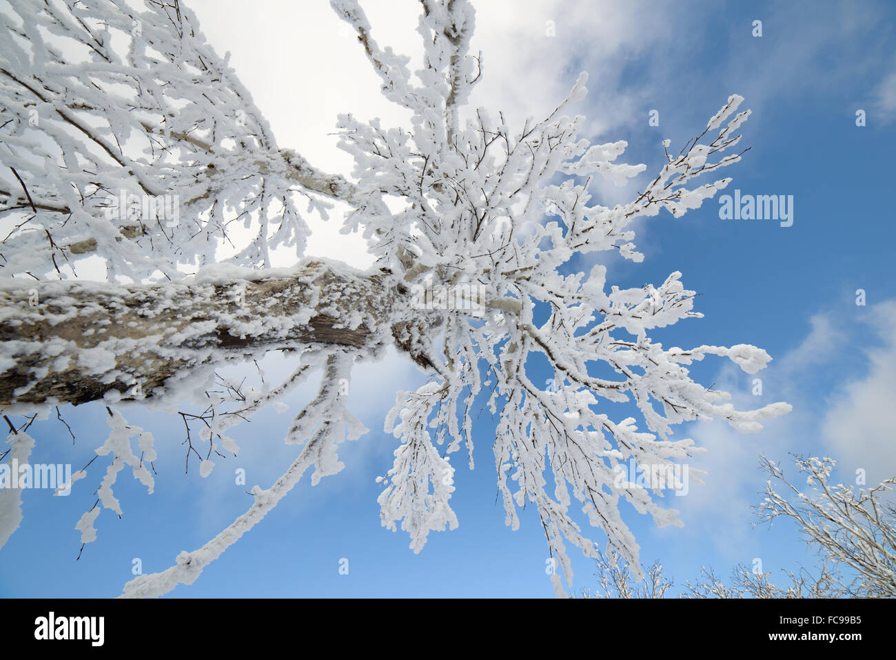 Trees in the snow, winter landscapes - Sakhalin Island, Russia Stock ...