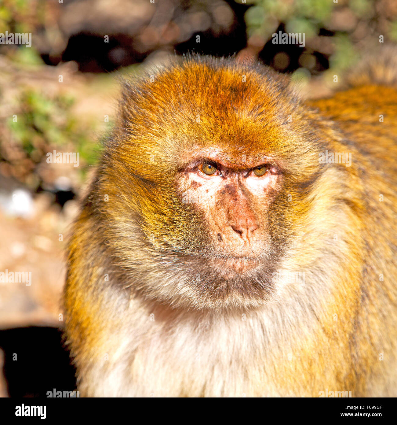 old monkey in africa morocco and natural background fauna close up ...
