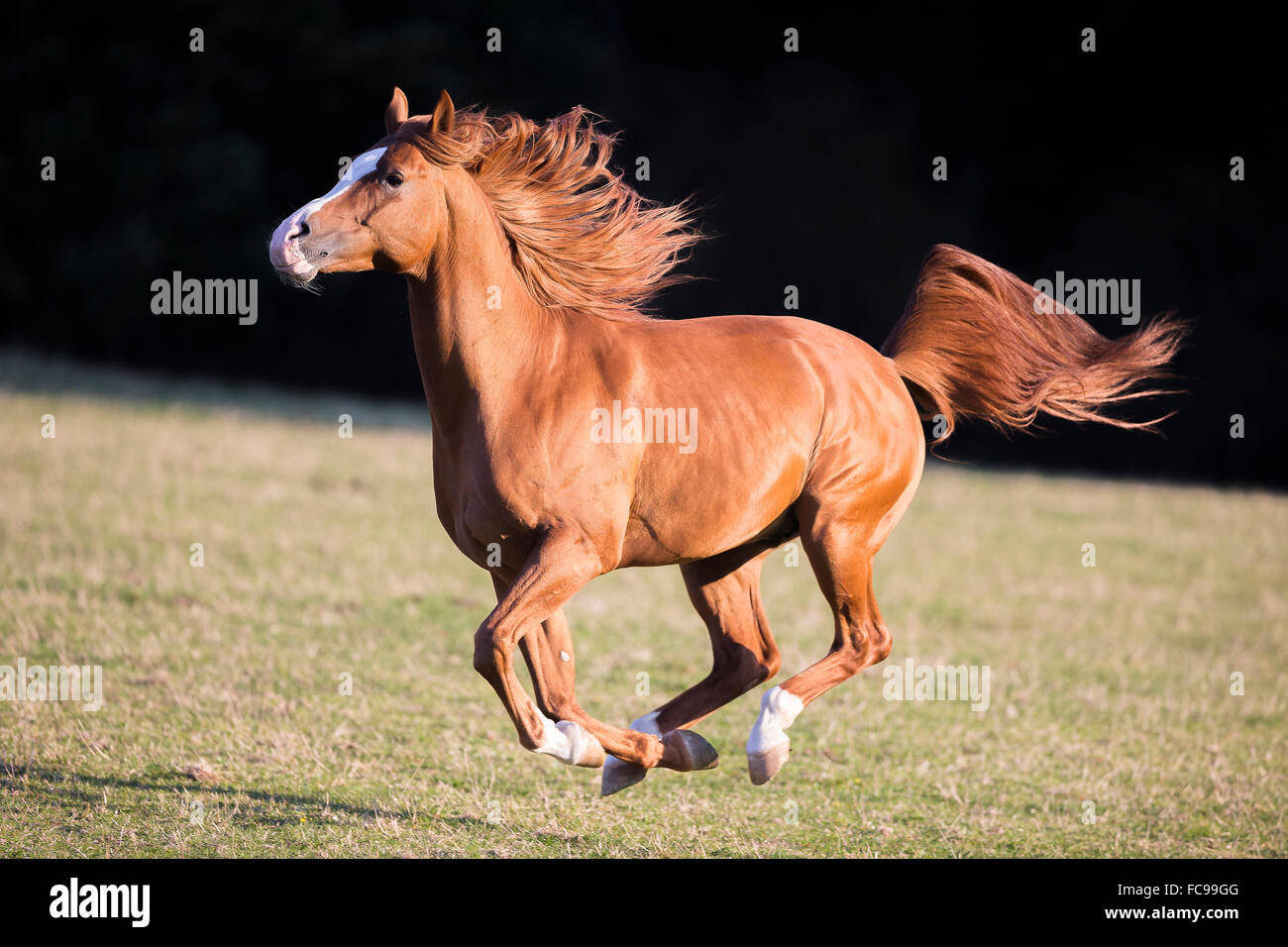 Arabian Horse. Chestnut stallion galloping on a pasture. Austria Stock ...