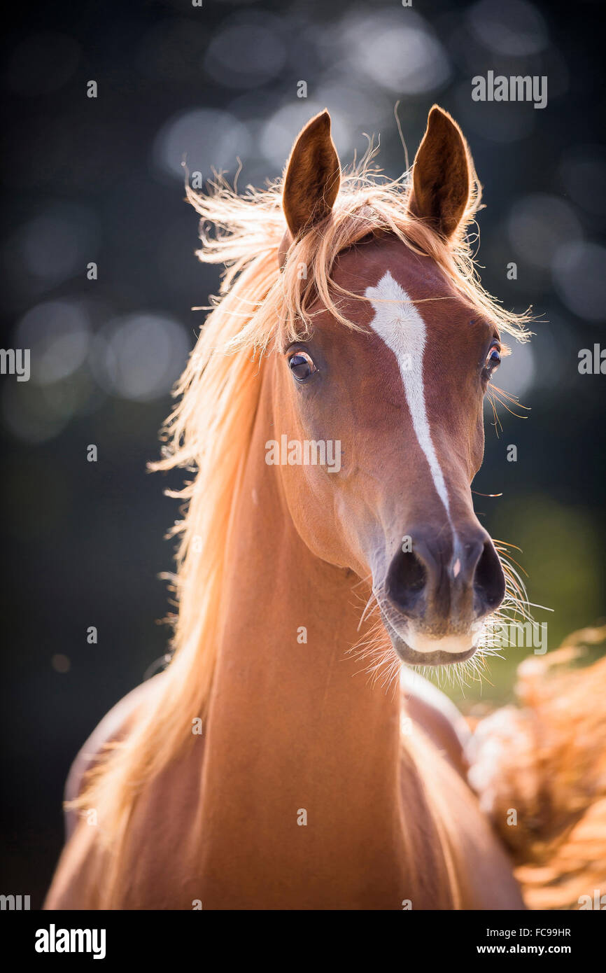 Yearling Arabian Horse